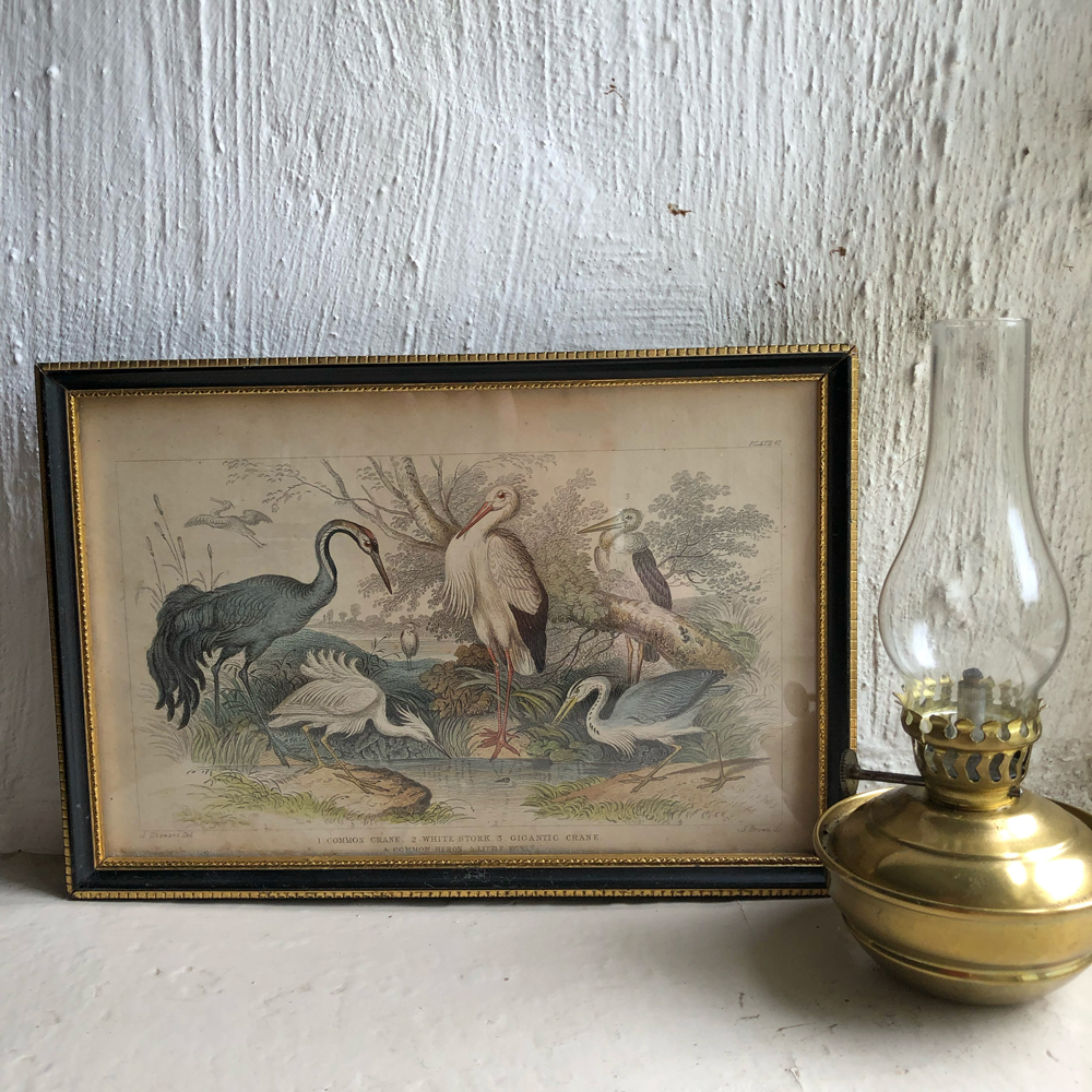 Bird etching - H is for Home Country